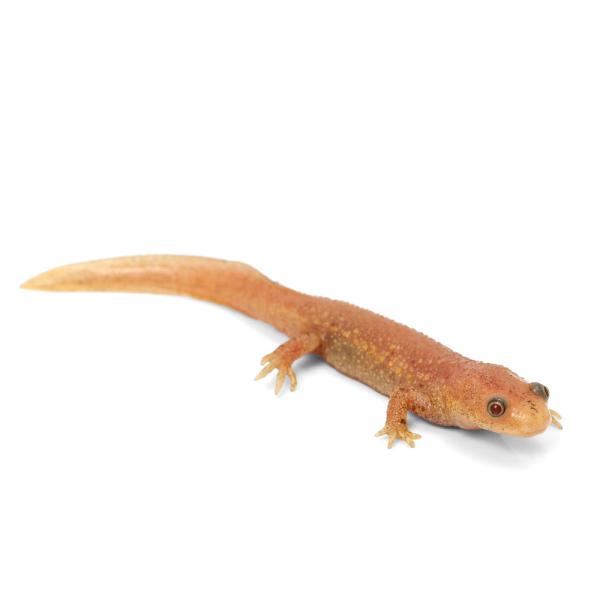PF_SPQ　muryotassei_800_899　_kame　Urodela　その他生体　両爬生体　amp_Newt　terra_seitai　kokuubinn_ng　爬虫類　水棲　reptile_databas　kaijyo　チャー...