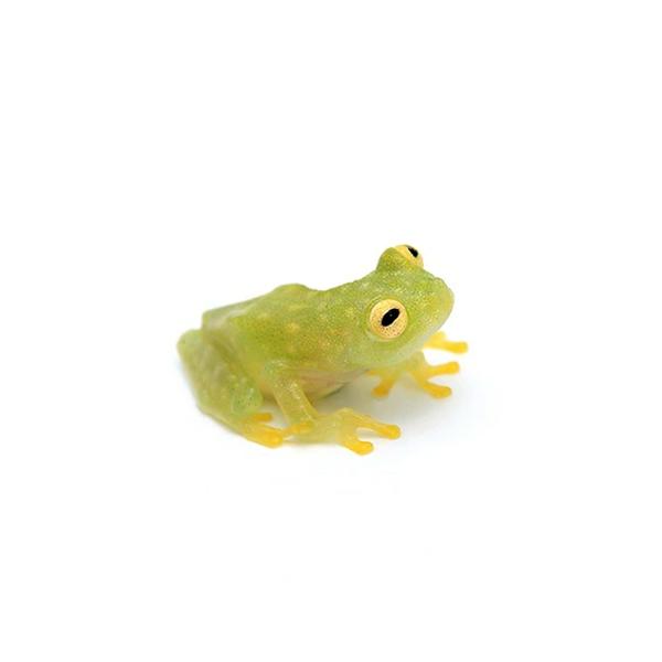 カエル　生体　sfset　_hachu　Hylidae　オタマ　両生　両爬生体　亀・爬虫類カエル　amp_Frog　terra_seitai　kokuubinn_ng　amp_Tree_Frog　アマガエルモドキ　グラスフロッグ　OSH　Ｈ...