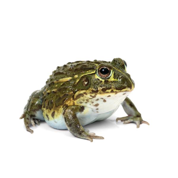 PF_SPQ　カエル　生体　sfset　_hachu　Ranidae　オタマ　両生　両爬生体　amp_Frog　amp_Land_Frog　20260727　ｙ26ｍ08　2026koki　SFuka　pickupx01viva