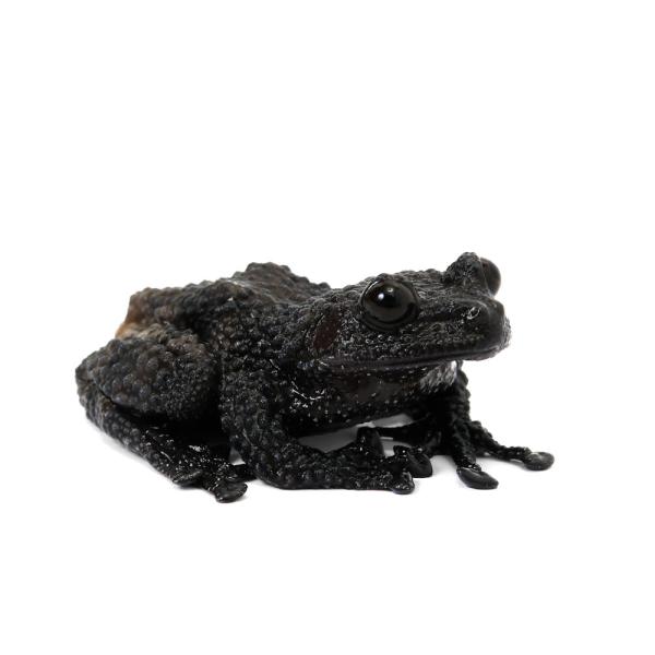 PF_SPQ　亀・爬虫類　Hylidae　カエル　オタマ　両生　両爬生体　amp_Frogコケガエル　terra_seitai　kokuubinn_ng　saimatsu121226爬虫類　reptile_databas　amp_Tree_...