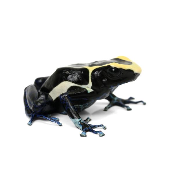 PF_SPQ　_hachu　sfset　Dendrobatidae　カエル　オタマ　両生　両爬生体　亀・爬虫類カエル　amp_Frog　amp_Land_Frog　terra_seitai　kokuubinn_ng　reptile_data...