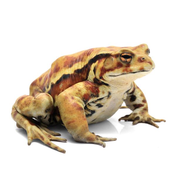 PF_SPQ　カエル　生体　Mycrohilidae　両生　両爬生体　amp_Frog　amp_Land_Frog　terra_seitai　kokuubinn_ng　１匹　アズマヒキガエル　ガマガエル　東ひき蛙　東蟇蛙　東蟾蜍　GI　爬虫...