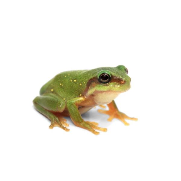 PF_SPQ　Hylidae　カエル　両生　両爬生体　亀・爬虫類カエルmp_Frog　両生類生体　ズキンアマガエル　ズキンガエル　頭巾アメガエル　頭巾　マグニフィセント　マグニフィセントツリーフロッグ　マグニフィセントアメガエル　イエアメガ...