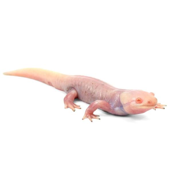 PF_SPQ　_hachu　Urodela　Ambystomatidae　両爬生体　亀・爬虫類サラマンダー　amp_Salamander　tiger　tiger両生類　有尾類　サンショウウオ　イモリ　いもり　タイガー　タイガーサラマンダー　...