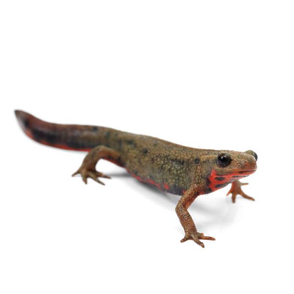 PF_SPQ　Urodela　熱帯魚・エビ他　ザリガニ・その他生体　両爬生体　亀・爬虫類イモリ　アカハライモリ　terra_seitai　kokuubinn_ng　reptile_databas　Ｃｙｎｏｐｓ　ｐｙｒｒｈｏｇａｓｔｅｒ　レア...