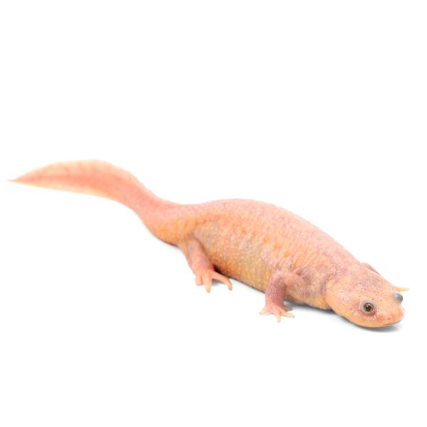 PF_SPQ　Urodela　その他生体　両爬生体　amp_Newt　terra_seitai　kokuubinn_ng　爬虫類　水棲　reptile_databas　kaijyo　ghszabvz　1hgvdj　yfgeag　4hsoas...