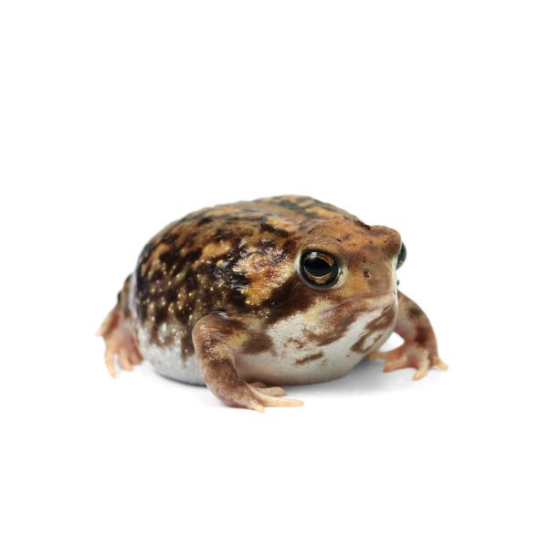 PF_SPQ　sfset　_hachu　Mycrohilidae　カエル　オタマ　両生　両爬生体　amp_Frog　amp_Land_Frog　terra_seitai　kokuubinn_ng　jfhgkam　kaehtu_s　repti...