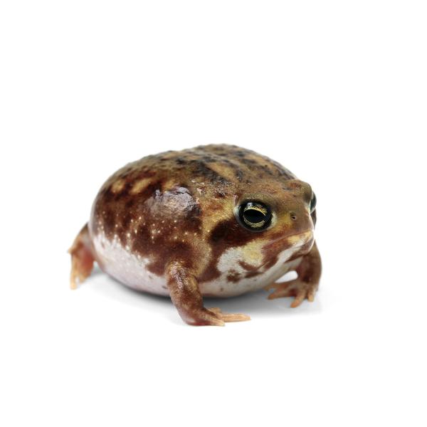 PF_SPQ　sfset　_hachu　Mycrohilidae　カエル　オタマ　両生　両爬生体　amp_Frog　amp_Land_Frog　terra_seitai　kokuubinn_ng　jfhgkam　kaehtu_s　repti...