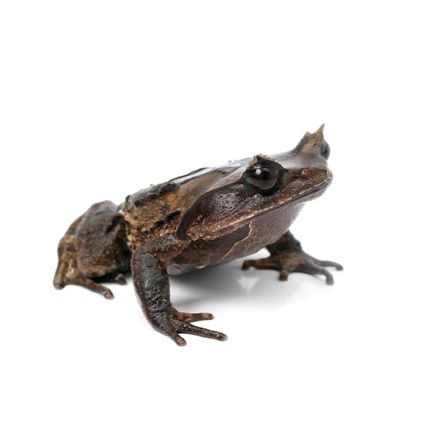 PF_SPQ　カエル　生体　_hachu　sfset　Ranidae　オタマ　両生　両爬生体　amp_Frog　amp_Land_Frog　terra_seitai　reptile_databas　ベトナム　コノハ　コノハガエル　ベトナムコ...