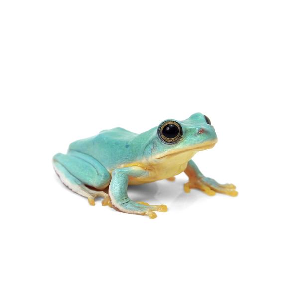 PF_SPQ　_hachu　sfset　Hylidae　カエル　オタマ　両生　両爬生体　亀・爬虫類カエル　amp_Frog　terra_seitai　kokuubinn_ng　reptile_databas　amp_Tree_Frog　20...