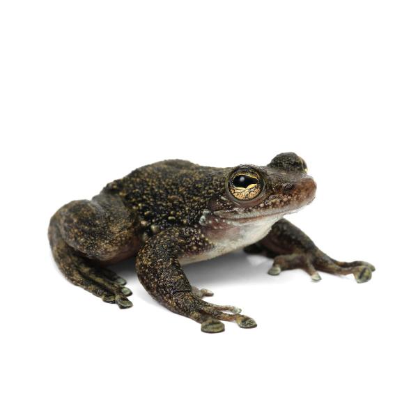 PF_SPQ　　カエル　両生　両爬生体　亀・爬虫類カエル　　ホースガエル　ホースフロッグ　Horse Frog　Odorrana hosii　2026zenki 26ym01　seitaieventkr202606
