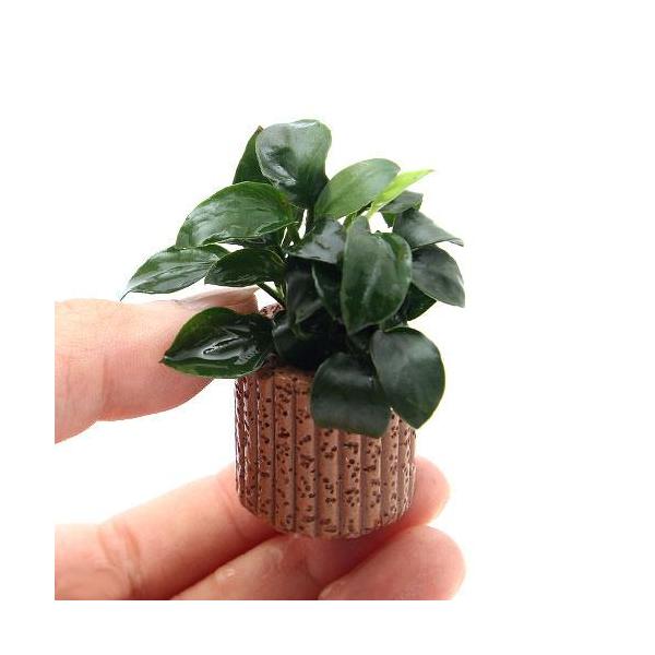 熱帯魚　_aqua　活着する水草　アヌビアス　plantsjan　CO2なしでも育つ水草　水草　小型　all_plants　アヌビアスナナプチ　lifemulti_nanapetite　nana_puti　20110203　wp_kywrd...