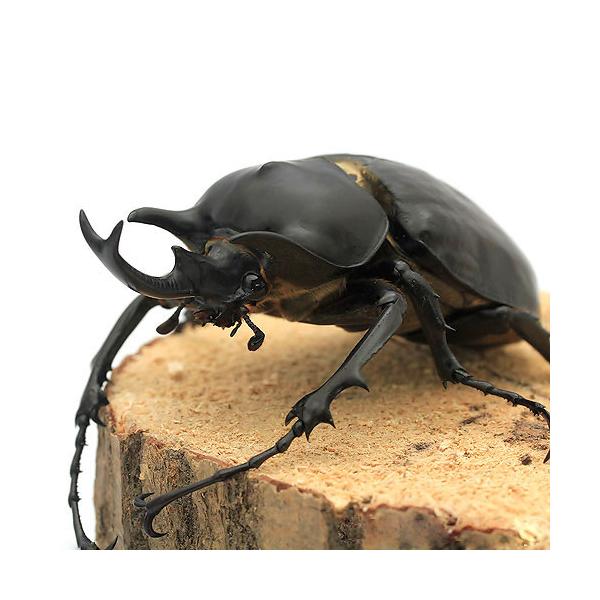 PF_SPQ　_insect　▲カブト　メガソマ　アクティオン　アクティオンゾウカブト　アクタエオン　カブト・クワガタ・用品　カブトムシ・クワガタ　外国産カブト(幼虫)　insect_database　昆虫生体　fesninnovapdXi...