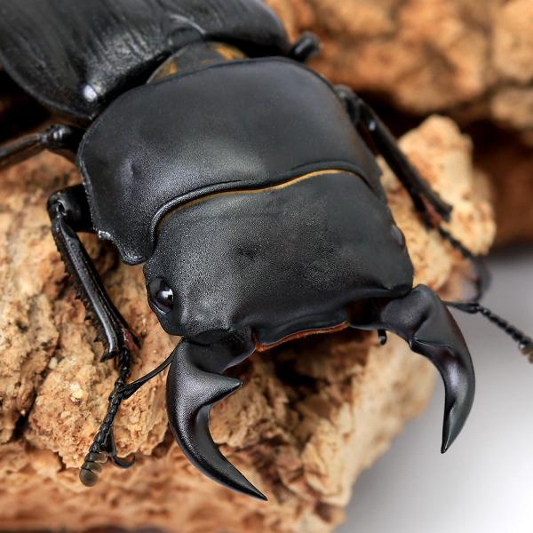 _insect　▲クワガタ　カブト・クワガタ・用品　カブトムシ・クワガタ　外国産クワガタ（成虫）　benezu0721　mushi0810_s　ＹＯ　