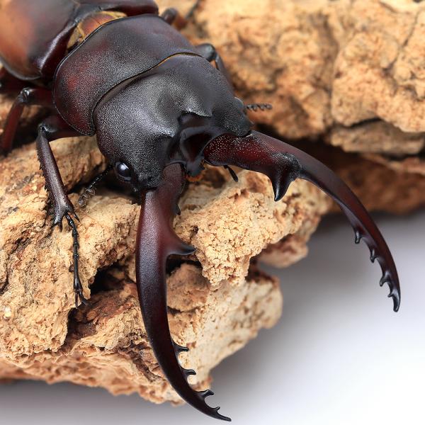 PF_SPQ　▲クワガタ　外国産ノコギリクワガタ　カブト・クワガタ・用品　カブトムシ・クワガタ　外国産クワガタ（成虫）　cscau17　rsjva08　omnmk22　YO　20260323