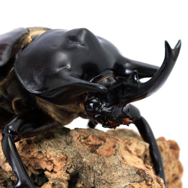PF_SPQ　_insect　▲カブト　メガソマ　アクティオン　アクティオンゾウカブト　アクタエオン　カブト・クワガタ・用品　カブトムシ・クワガタ　外国産カブト（幼虫）　insect_database　hcgd732t昆虫　opsvks　c...