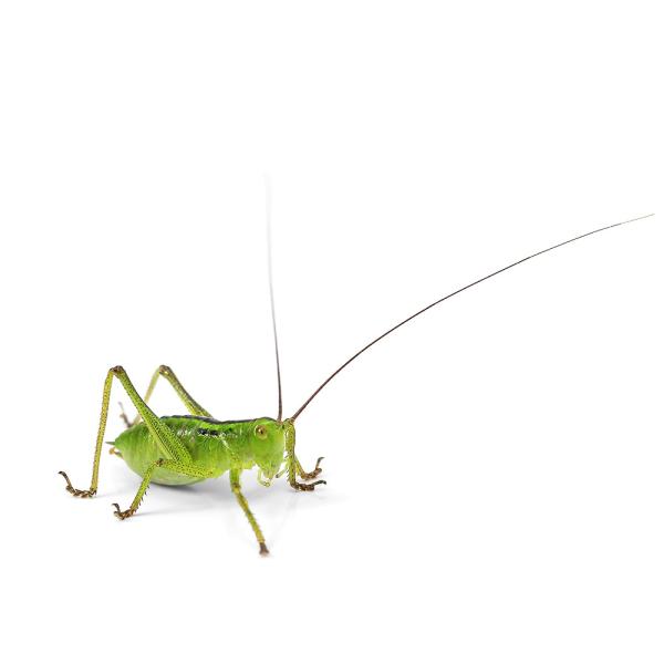PF_SPQ　_insect　insect_database　ナミヤブキリ　幼虫　Tettigonia　orientalis　▲鳴き虫　直翅目　バッタ　鳴く虫　20260501　2026zennki　y26m05　kongetsunyuka...