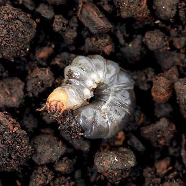 PF_SPQ　nesia_insect　▲クワガタ　オドントラビス　カブト・クワガタ・用品　カブトムシ・クワガタ　外国産クワガタ　成虫　オドントラビス・ネブト　▲ラコダールツヤクワガタ“スマトラ産”　ＷＤ　xl15ba6r昆虫　kaijyo...
