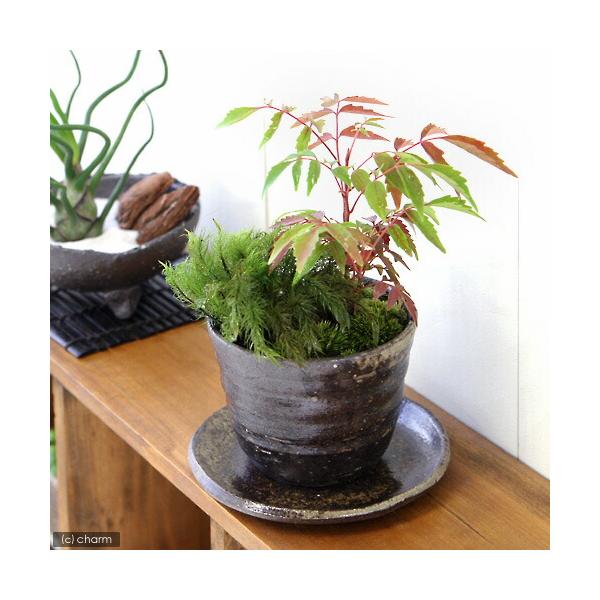 ガーデニング　インテリア　グリーン　インテリア・雑貨他　私の小さな日本庭園　盆栽セットシリーズ　20100928　ＨＴ　winter1220　育て方　育成方法　栽培方法　ハゼノキ　ヒノキゴケ　ヤマゴケ　益子焼　益子焼鉢　炭化　穴有益子焼鉢　...