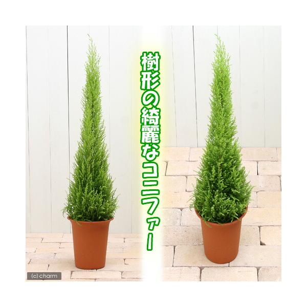 観葉植物　Oobachi　ガーデニング　ゴールドクレストシリーズ　20101017　HT　20110920　twone21　potos24　xmas_plants1102　xmas_pro1224　tcaoba　コニファーシリーズ　tcol...
