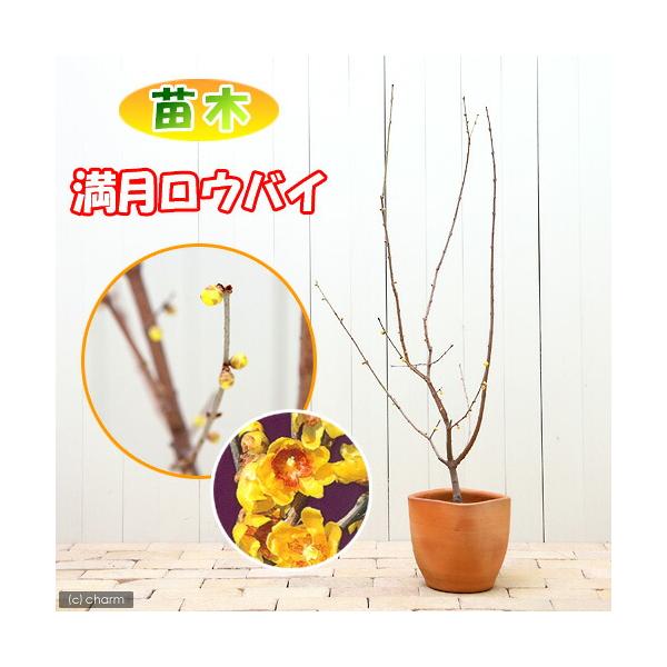 ガーデニング　花　苗　植木　庭木　植木シリーズ　爛漫シリーズ　20110106　ＨＴ　htlvo90　ester24　gwapwsoo24　soxoiekl43　cimwoso85　eowqmdiq28　eilwpdqo99　xmeiome...