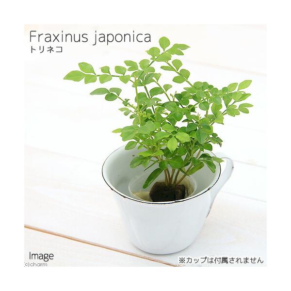 paludariumplants　_gardening　_hachu　_kame　観葉植物　園芸　ガーデニング　ビバリウム　アクアテラリウム　パルダリウム　両爬向き植物　ハイドロカルチャー　オアシス苗　all_plants　oasisnae...