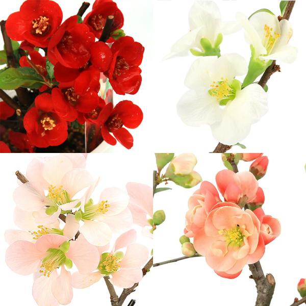 _interior　（観葉）　（邑楽店）　ガーデニング　花　苗　盆栽　ボケ　20140127　ＨＴ　_gardening　育て方　育成方法　栽培方法　Ｃｈａｅｎｏｍｅｌｅｓ　ｓｐｅｃｉｏｓａ　sps1803_pu5_kokes2　木瓜　ぼけ...