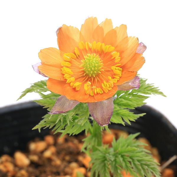 _gardening　ガーデニング　山野草　テラリウム　福寿草　フクジュソウ　Adonis　ramosa　ガンジツソウ　お正月　元日草　ツイタチソウ　朔日草　キンポウゲ　NT　20140205　植物　植物生体　ガーデニング生体　育て方　育成...