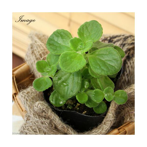 観葉植物　園芸　ガーデニング　ハーブ　多肉植物　ビバリウム　アクアテラリウム　パルダリウム　両爬向き植物　アロマティカ　アロマティカス　キューバンオレガノ　スープミント　Plectranthus　amboinicus　20110321　ＨＴ...