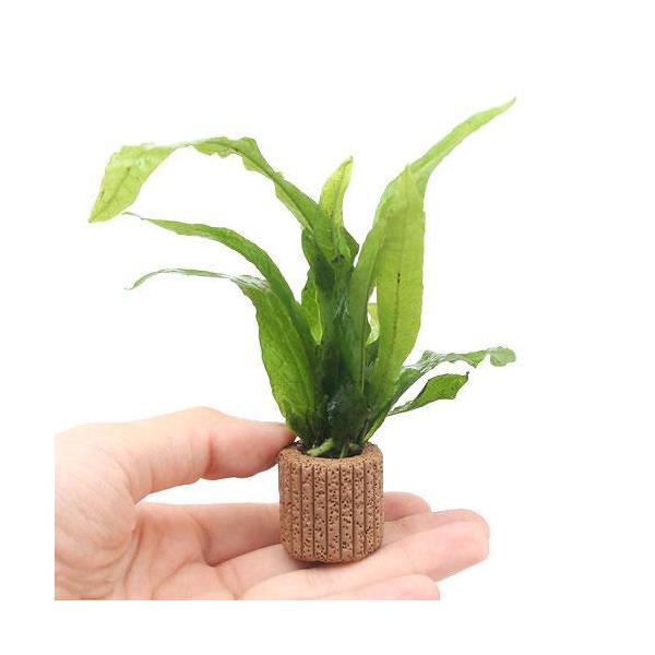 熱帯魚　_wp　_aqua　活着する水草　シダ　水草　okaidoku_pot　all_plantsokaidoku_　ミクロソリウム　wp_kywrd　ライフマルチ　GT　20110203　lifemultiseries　初心者　セット　...