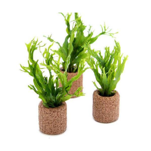 熱帯魚　_wp　活着する水草　シダ　水草　okaidoku_pot　all_plantsokaidoku_　ミクロソリウム　wp_kywrd　ライフマルチ　GT　20110203　lifemultiseries　tchitachi　ウェンデ...