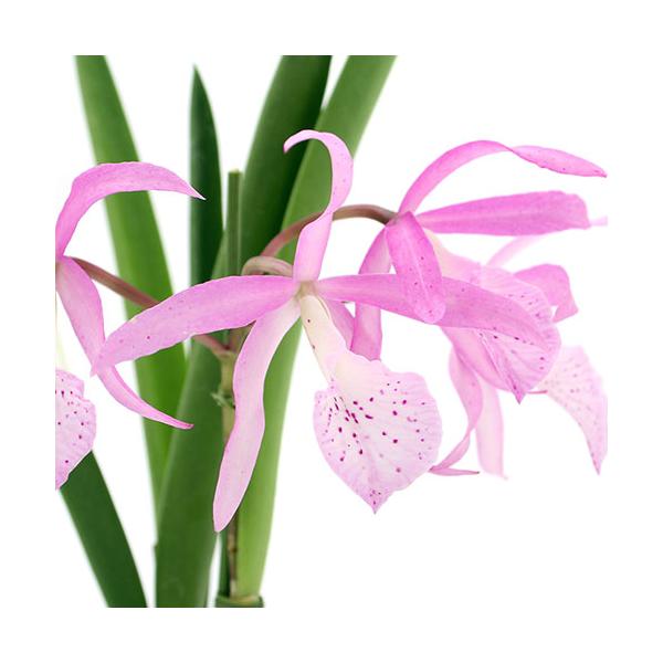 _gardening　ガーデニング　flower_pots　花　苗　洋ラン　洋ランシリーズ　蘭　カトレア　20110228　ＨＴ　育て方　育成方法　栽培方法　観葉植物　opa2_delete　kaijo　pus2503leaf04　touk...