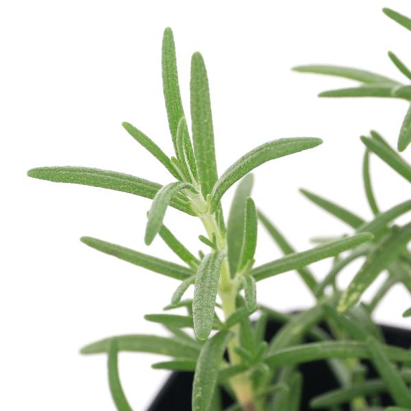 ガーデニング　花　苗　育て方　育成方法　栽培方法　観葉植物　herb2022　ハーブ　Rosmarinus　officinalis　'Deep　Blue'　シソ科　マンネンロウ属　常緑性低木　地中海沿岸　マンネンロウ　海のしずく　クラフトハ...