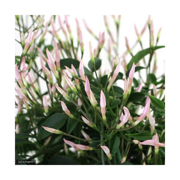 ガーデニング　花　苗　ジャスミン　20110303　ＨＴ　20140129　whiteday2014_flower　育て方　育成方法　栽培方法　観葉植物　kaijyo　releaseplnt