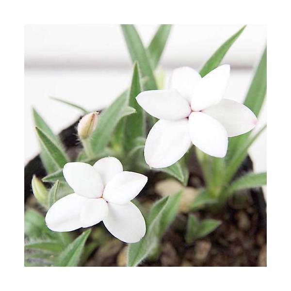 _gardening　ガーデニング　花　苗　アッツザクラ　Ｒｈｏｄｏｈｙｐｏｘｉｓ　ｂａｕｒｉｉ　ロードヒポキシス　アッツ桜　20110224　helseig87　育て方　育成方法　栽培方法　bnr_hrgmgr　opa2_delete　白...