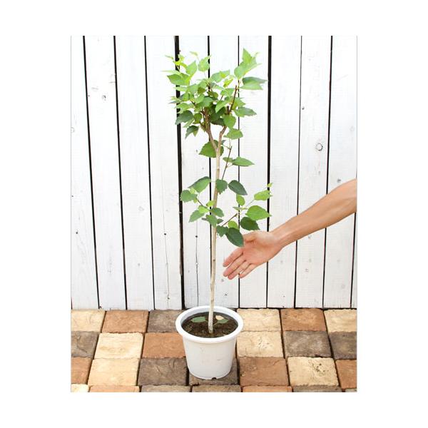 ガーデニング　育て方　育成方法　栽培方法　山野草　20180813　ＮＴ　シラカバ　白樺　Ｂｅｔｕｒａ　ｐｌａｔｙｐｈｙｌｌａ　ｖａｒ　Ｊａｐｏｎｉｃａ　カバノキ科　カバノキ属　シラカンバ　樺の木　ニホンシラカバ　日本シラカバ　日本白樺　庭...