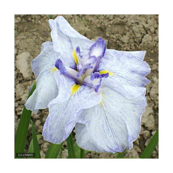 _aqua　_gardening　金魚・メダカ　ビオトープ　水辺植物　水生植物　ayame　ガーデニング　その他水辺植物　花菖蒲　肥後系　白　紫　六英花　all_plants　花菖蒲0302　20110302　菖蒲の花　opa2_delete