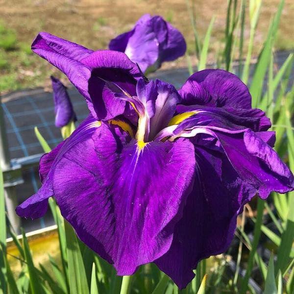 _aqua　_gardening　金魚・メダカ　ビオトープ　水辺植物　水生植物　ayame　ガーデニング　その他水辺植物　花菖蒲　all_plants　sp_gardenその他ビオ　20110406　水辺0406　20130324　mury...