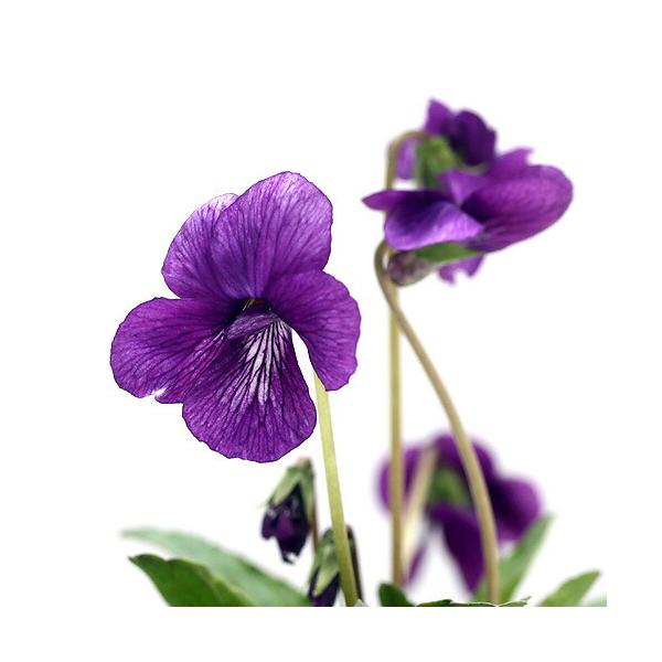 _gardening　ガーデニング　山野草　スミレ　野の花すみれシリーズ　スミレシリーズ　Ｖｉｏｌａ　ｍａｎｄｓｈｕｒｉｃａ　ｆ．ｐｌｅｎａ　ヤエスミレ　八重スミレ　20150201　ＮＴ　gar_sanya1502　植物　植物生体　ガーデ...