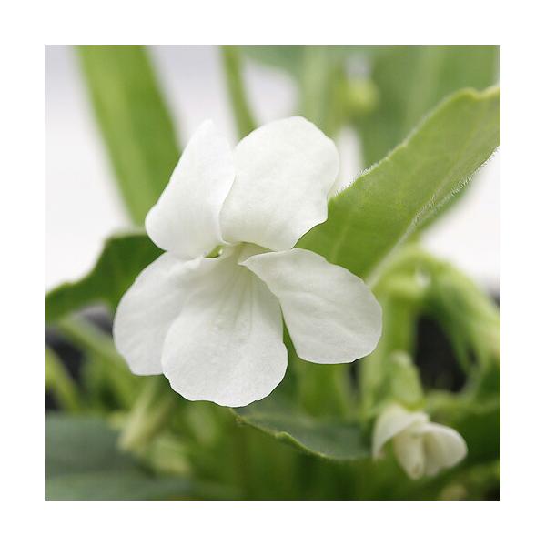 _gardening　ガーデニング　山野草　苗　スミレ　野の花すみれシリーズ　スミレシリーズ　爛漫シリーズ　Viola　ｙｅｄｏｎｅｎｓｉｓ　ｆ．ａｌｂｅｓｃｅｎｓ　シロノジスミレ　白野路菫　20120319　ＨＴ　ggsiemqw33　爛...