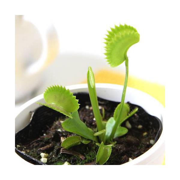 paludariumplants　パルダリウム　テラリウム　観葉植物　_hachu　_kame　園芸　ガーデニング　ビバリウム　アクアテラリウム　食虫植物　ディオネア　マスシプラ　Dionaea　muscipula　'Shark's　Tee...