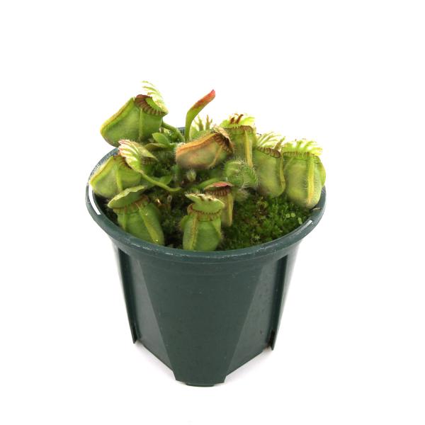 paludariumplants　パルダリウム　テラリウム　_hachu　_gardening　sfset　_interior　観葉植物　園芸　ガーデニング　ビバリウム　アクアテラリウム　食虫植物　オーストラリアンピッチャープラント　oto...
