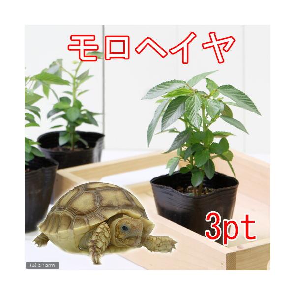ガーデニング　野菜　苗　家庭菜園　園芸　野菜の苗　野菜苗　ポット苗　rep_vegetable　リクガメ　20110516　ＨＴ　夏植物大　育て方　育成方法　栽培方法　観葉植物　kaijo