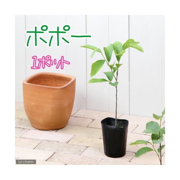 観葉植物　ガーデニング　花　苗　植木　庭木　植木シリーズ　爛漫シリーズ　果樹苗木　20110530　ＨＴ　育て方　育成方法　栽培方法　ｋａｉｊｏ　sns2106fishcoupon　releaseplnt　toukihassouhuka