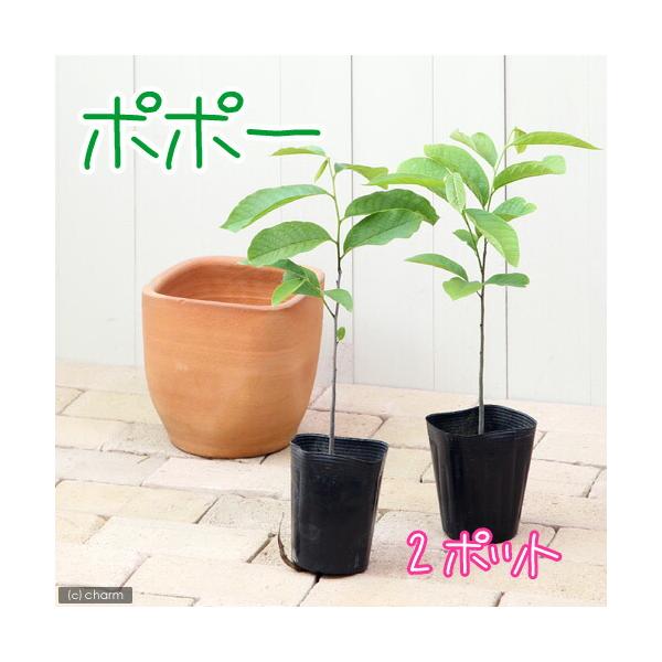 ガーデニング　花　苗　植木　庭木　植木シリーズ　爛漫シリーズ　果樹苗木　20110530　ＨＴ　20111216　爛漫130316　育て方　育成方法　栽培方法　観葉植物　sns2106fishcoupon　toukihassouhuka　h...