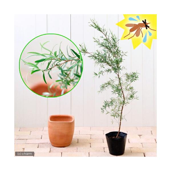 ガーデニング　観葉植物　ハーブ　ティーツリー　ティツリー　メラレウカ　ティートゥリー　虫除け　musikonai_pio　mushiyoke_plants　除虫草　虫よけ関連　20110614　HT　夏植物大　育て方　育成方法　栽培方法　k...