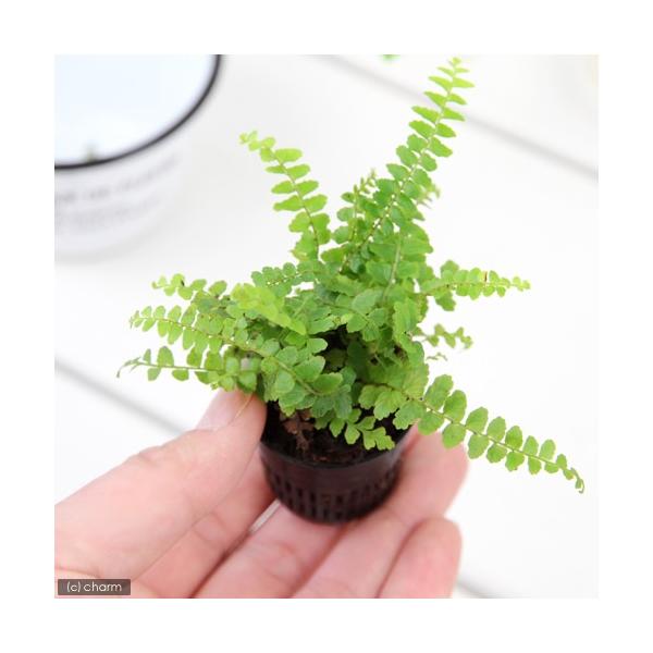 paludariumplants　パルダリウム　テラリウム　観葉植物　ガーデニング　ビバリウム　アクアテラリウム　水草　セイヨウタマシダ　タマシダの仲間　Nephrolepis　cordifolia‘Duffii’　両爬向き植物　ビバリウム...