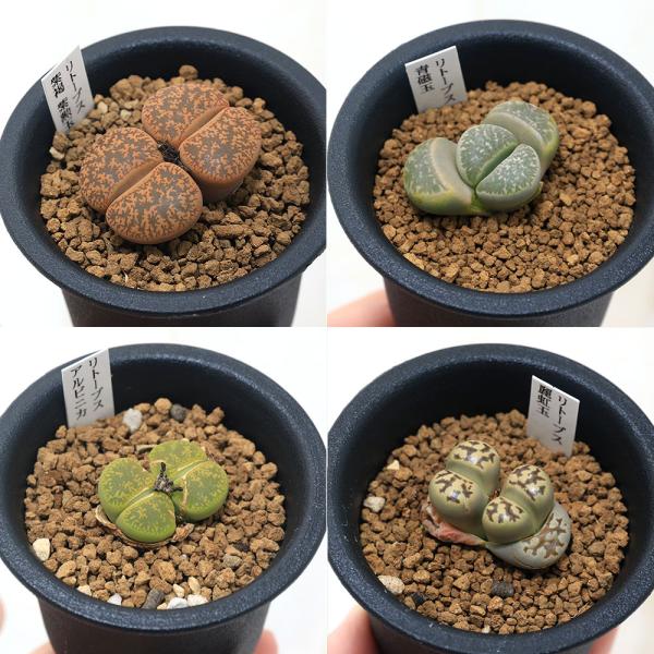 _hachu　_kame　ガーデニング　サボテン・多肉植物植物　8cm硬質ブラックポット　ブラックポットシリーズ　リトープス　20110627　HT　womsomdi43　_gardening　育て方　育成方法　栽培方法　観葉植物　opa2...