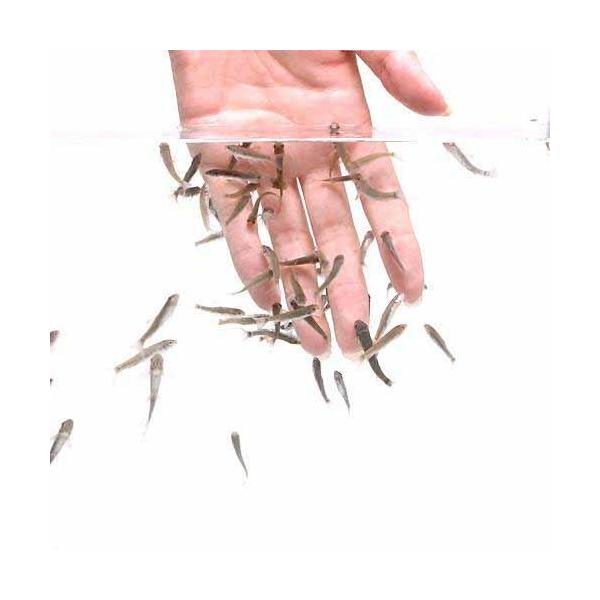 PF_SPQ　_aqua　熱帯魚・エビ他　ローチの仲間　タニノボリ・吸い付き系　ガラルファ　５匹　コイ（ラスボラ等）　Ｇａｒｒａ　ｒｕｆａ　ガラルーファ　ホットスプリングフィッシュ　ガラ・ルファ　20110223　ＹＩ　kaijyo　gar...