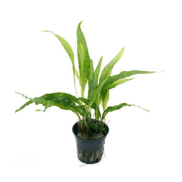 _aqua　sfset　熱帯魚　トロピカポット　活着する水草　シダ　水草　all_plants　水中葉の活きの良さが違う　ミクロソリウム　ミクロソリウムはこちら　wp_kywrd　20101214　ＹＳ　プテロプス　normal-ptero...